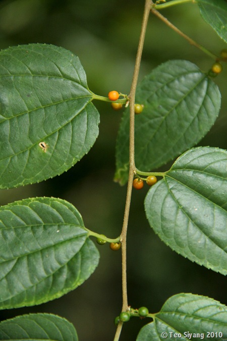 Urban Forest: Back to MacRitchie